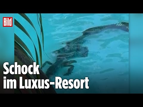 5-Sterne-Horror: Plötzlich schwimmt ein Krokodil im Hotelpool