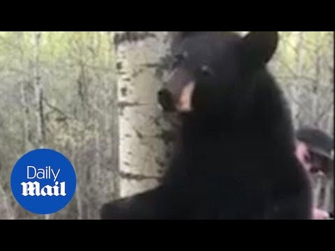 Hunter experiences close encounter with bear in tree stand - Daily Mail ...