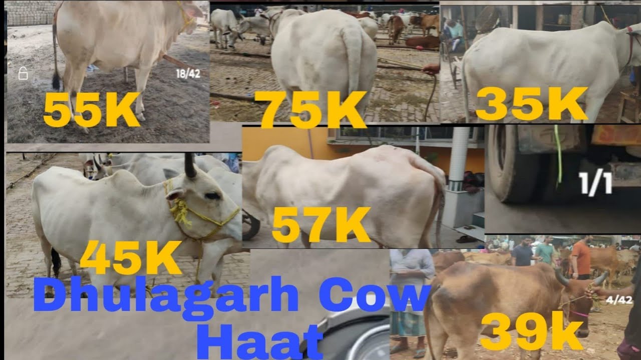 Dhulagarh Cow Haat 30/05/2024 Best Cow Collection - YouTube