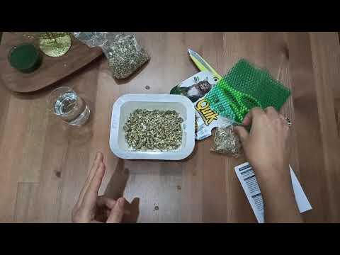 Kedi Çimi Nasıl Hazırlanır?