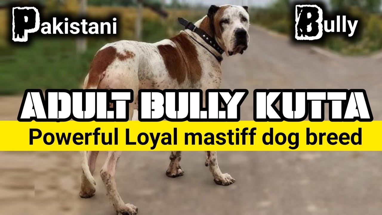 Adult bully kutta dog for sale | Price ? |Pakistani bully dog - YouTube