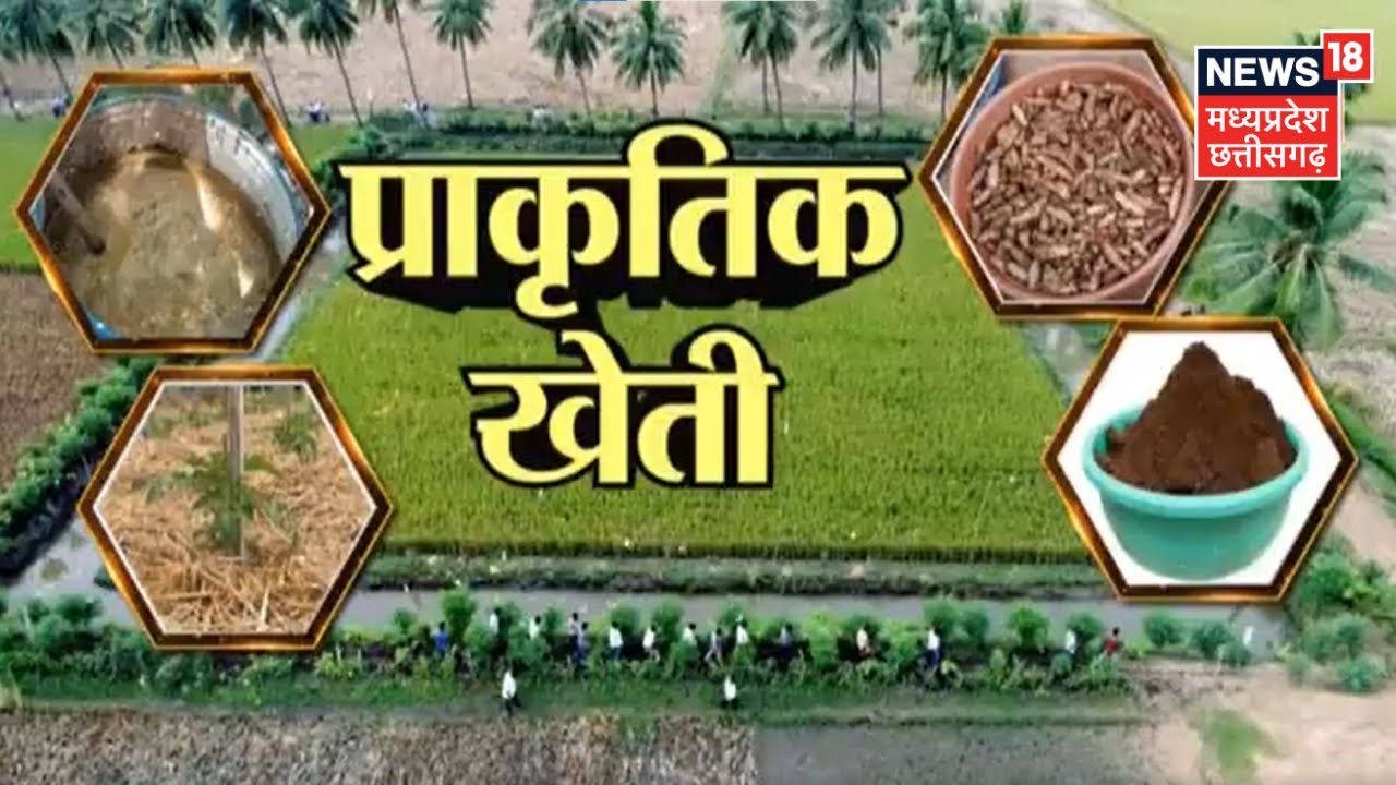 Natural Farming । निरोगी जीवन का आधार है प्राकृतिक खेती, गुणवत्तायुक्त ...