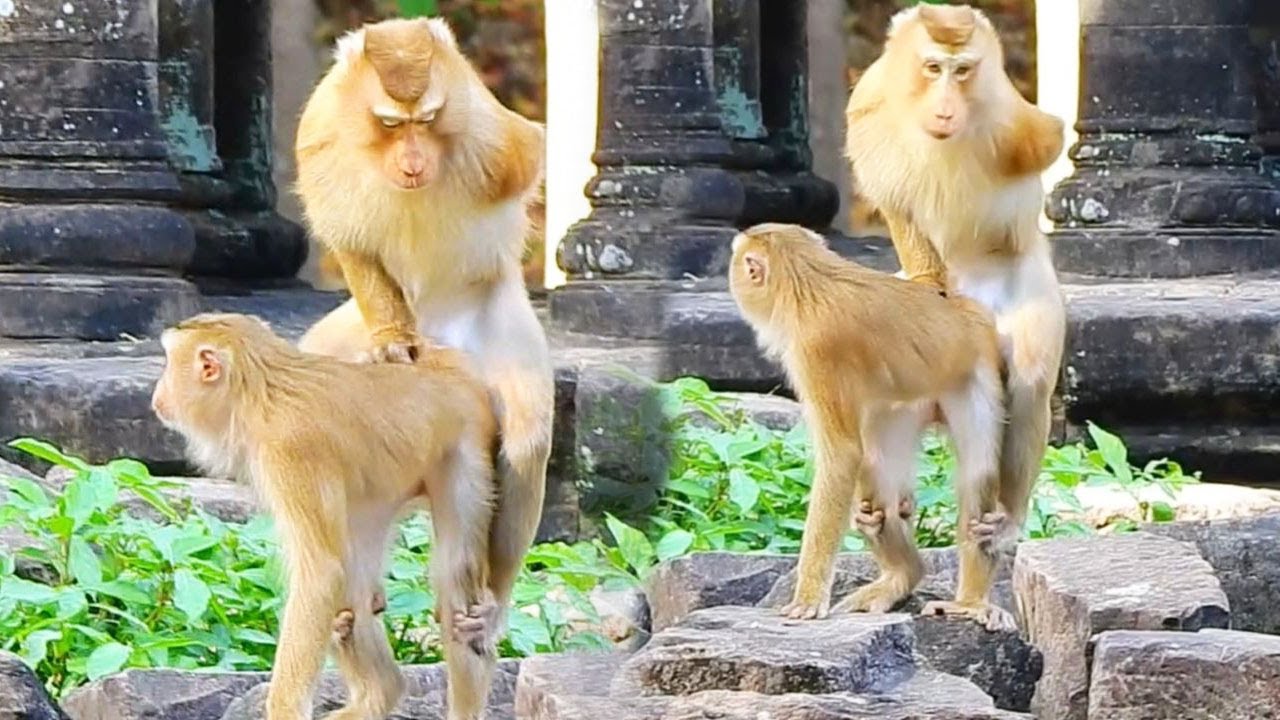 OMG ! Handsome Man Monkey with style one hand do.. Poor female monkey ...