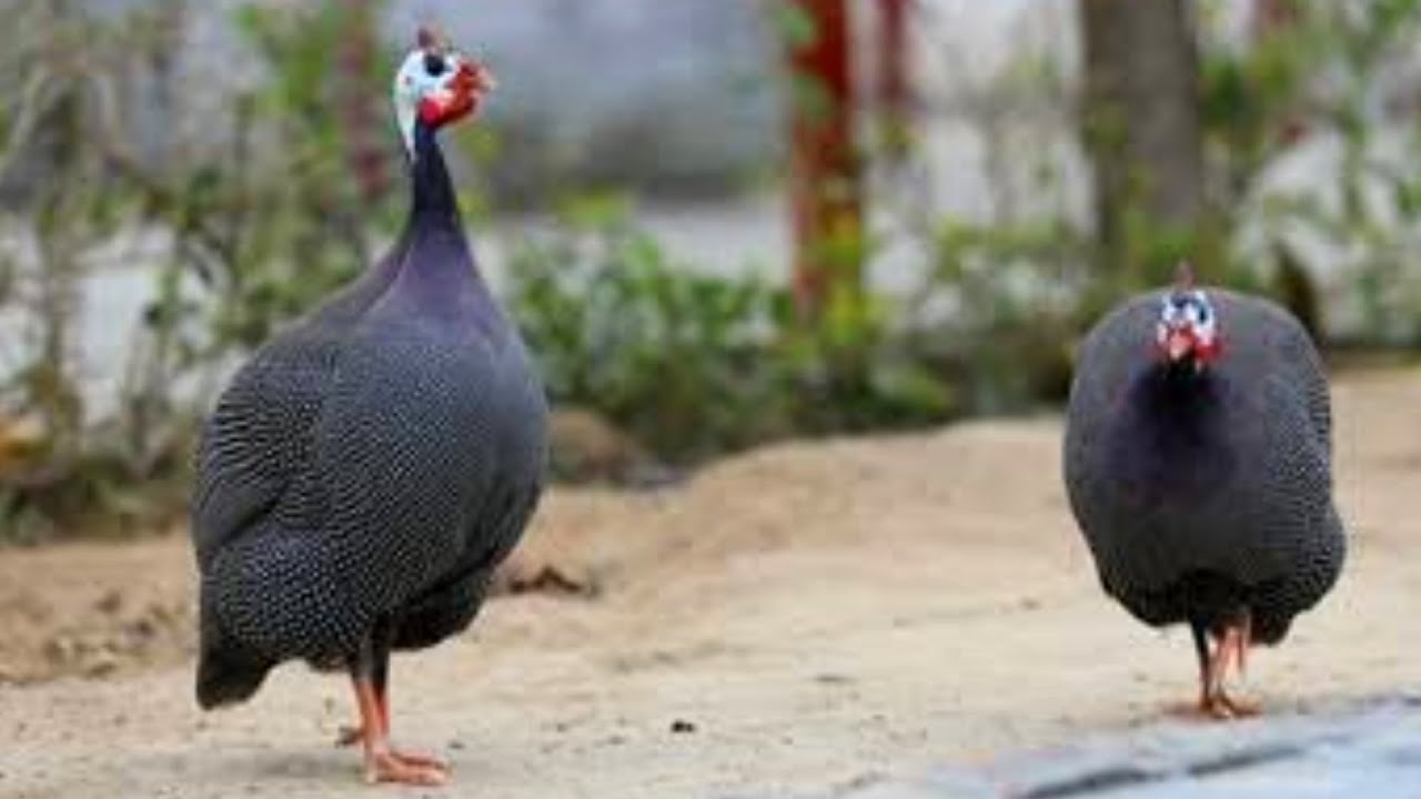 Beautiful Chakor Birds HD Video - YouTube