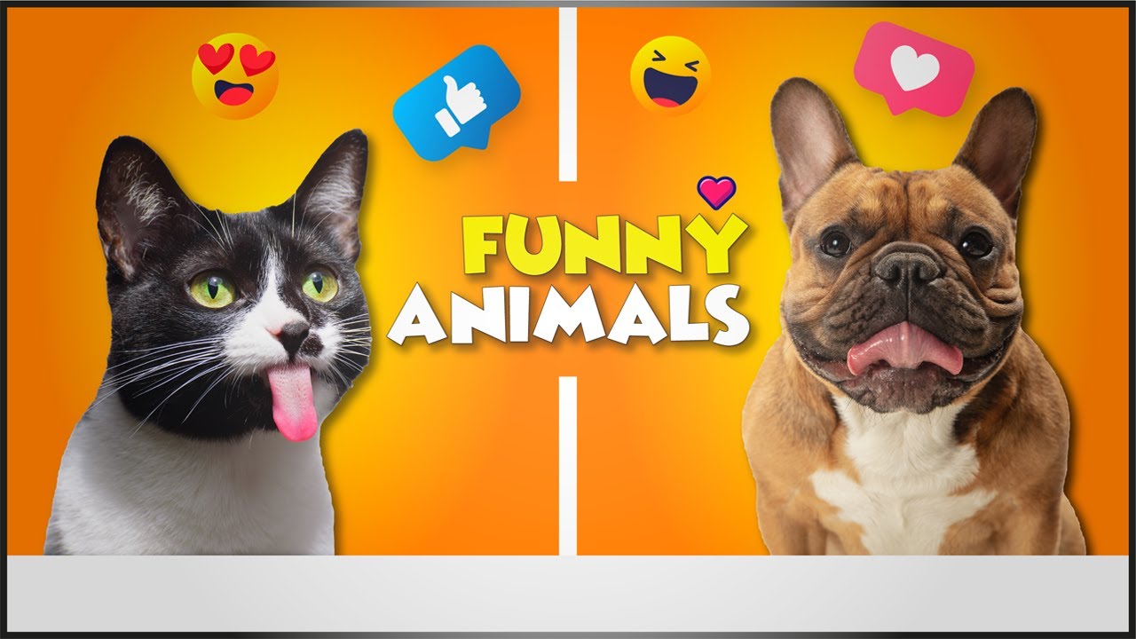 Best Funny Animal Videos 2022 😂 - Funniest Cat 😹 and Dog Videos 🐶 #8 ...