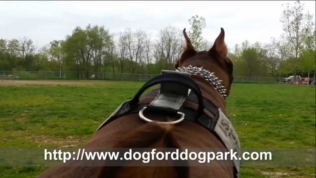 Awesome Video! Big Dogs Having Fun! with Zeus the Red Doberman - YouTube