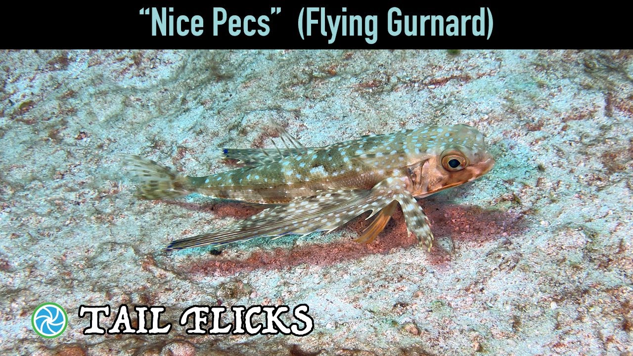 Nice Pecs - Tail Flicks | TropicLens - 4K - YouTube