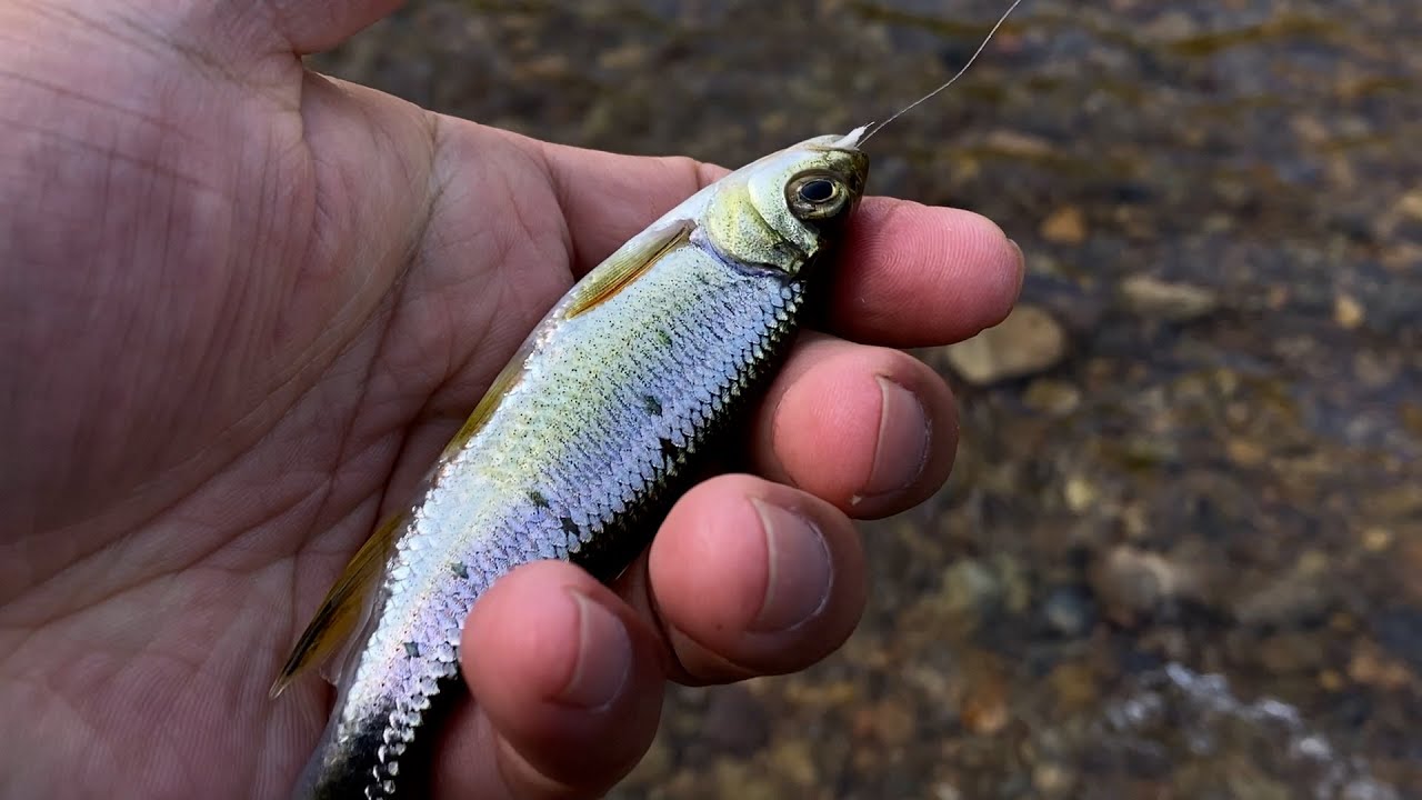 피라미, 갈겨니 플라이낚시 Pale Chub, Dark Chub Fly Fishing - YouTube