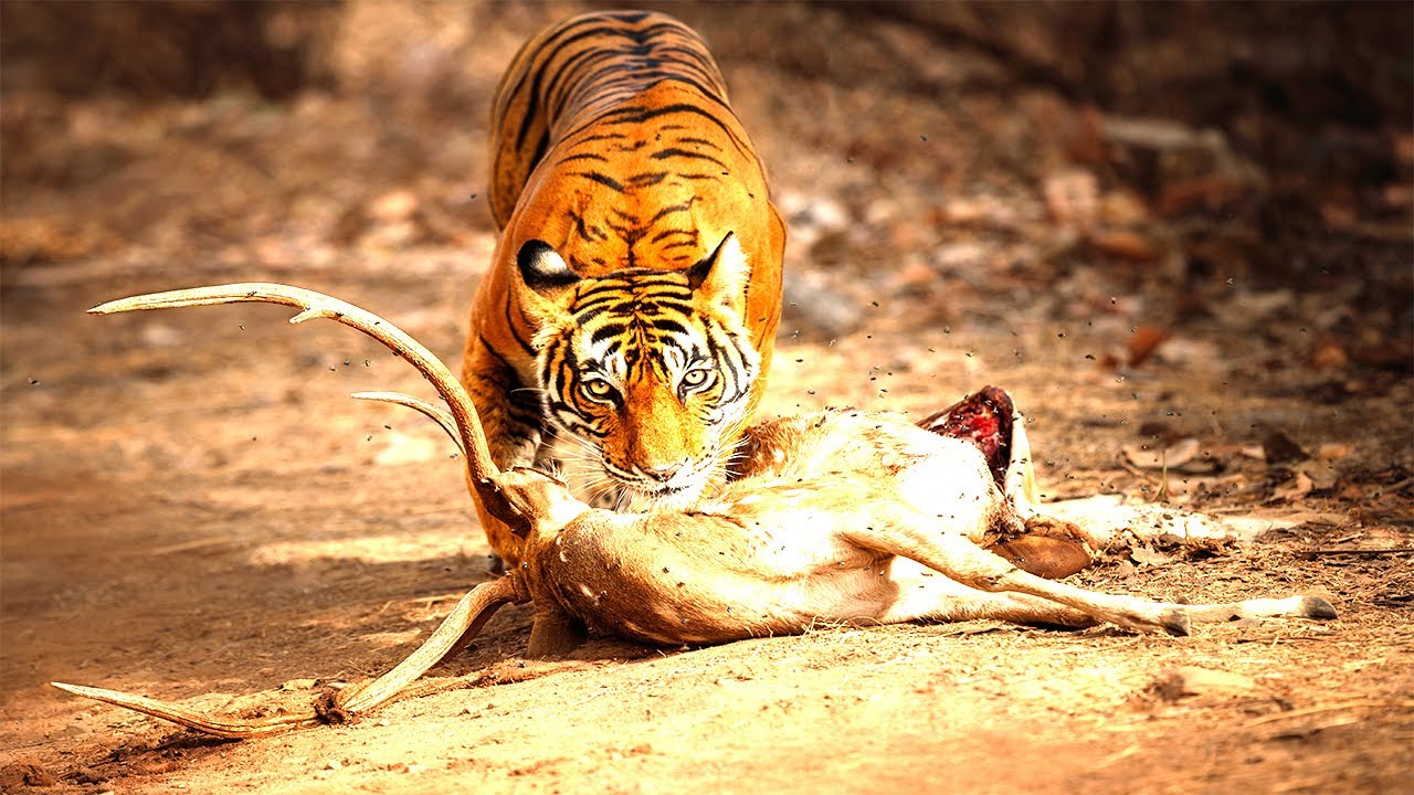 Tiger Attacks on Bulls - YouTube