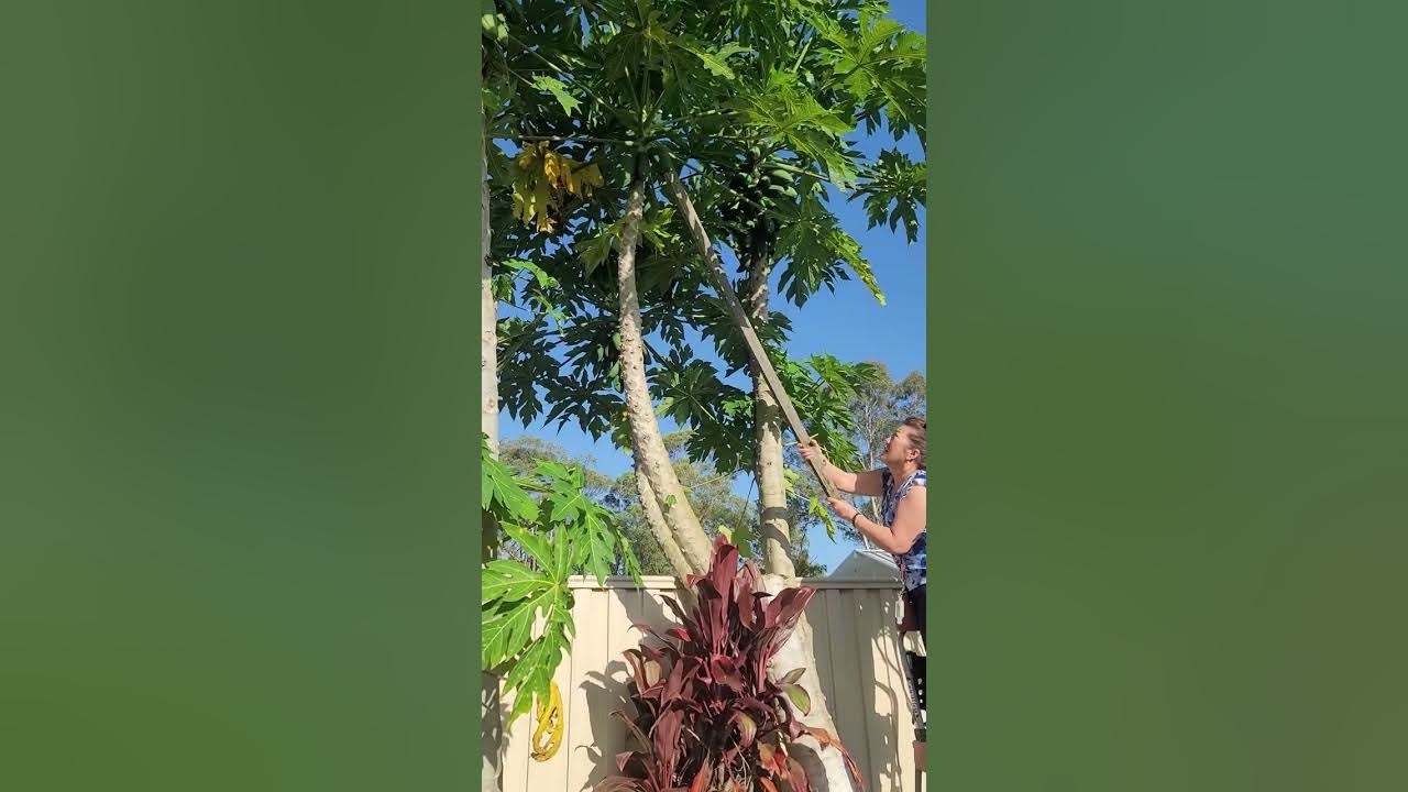 mus des txiv taub ntoos mus tuav qaub noj . - YouTube