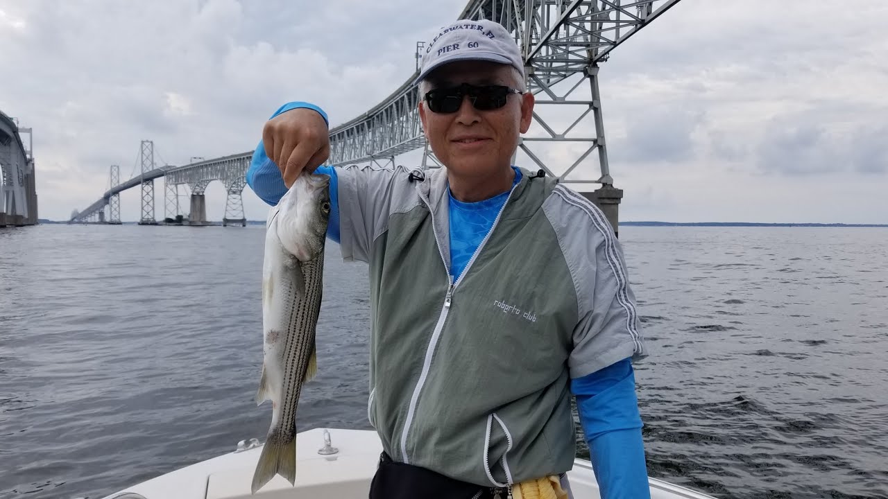 Live Lining for Rockfish Bay Bridge Edition - YouTube