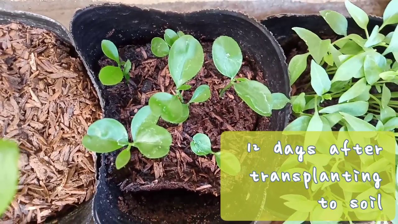 CALAMANSI SEEDLINGS UPDATE - YouTube