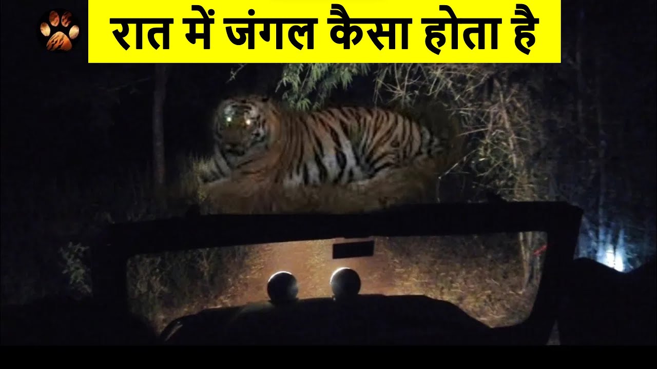 Night Safari Experience in Panna Tiger Reserve | Virtual Safari with ...