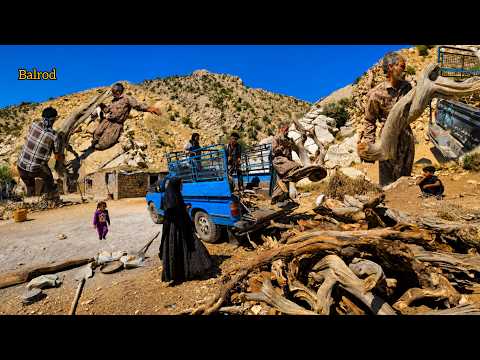 The secret to nomad survival in harsh winters: a mission to collect firewood