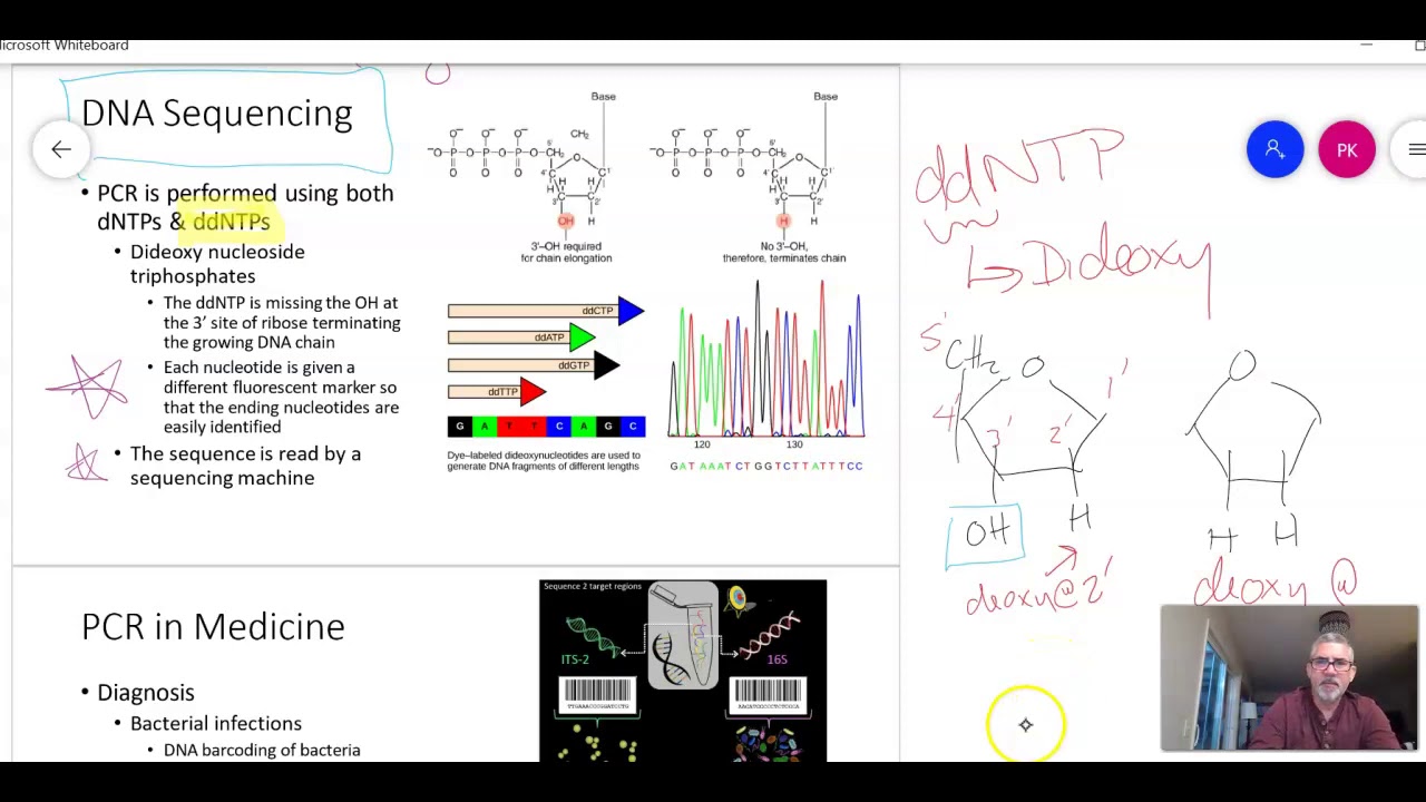 Biotech Applications of PCR - YouTube