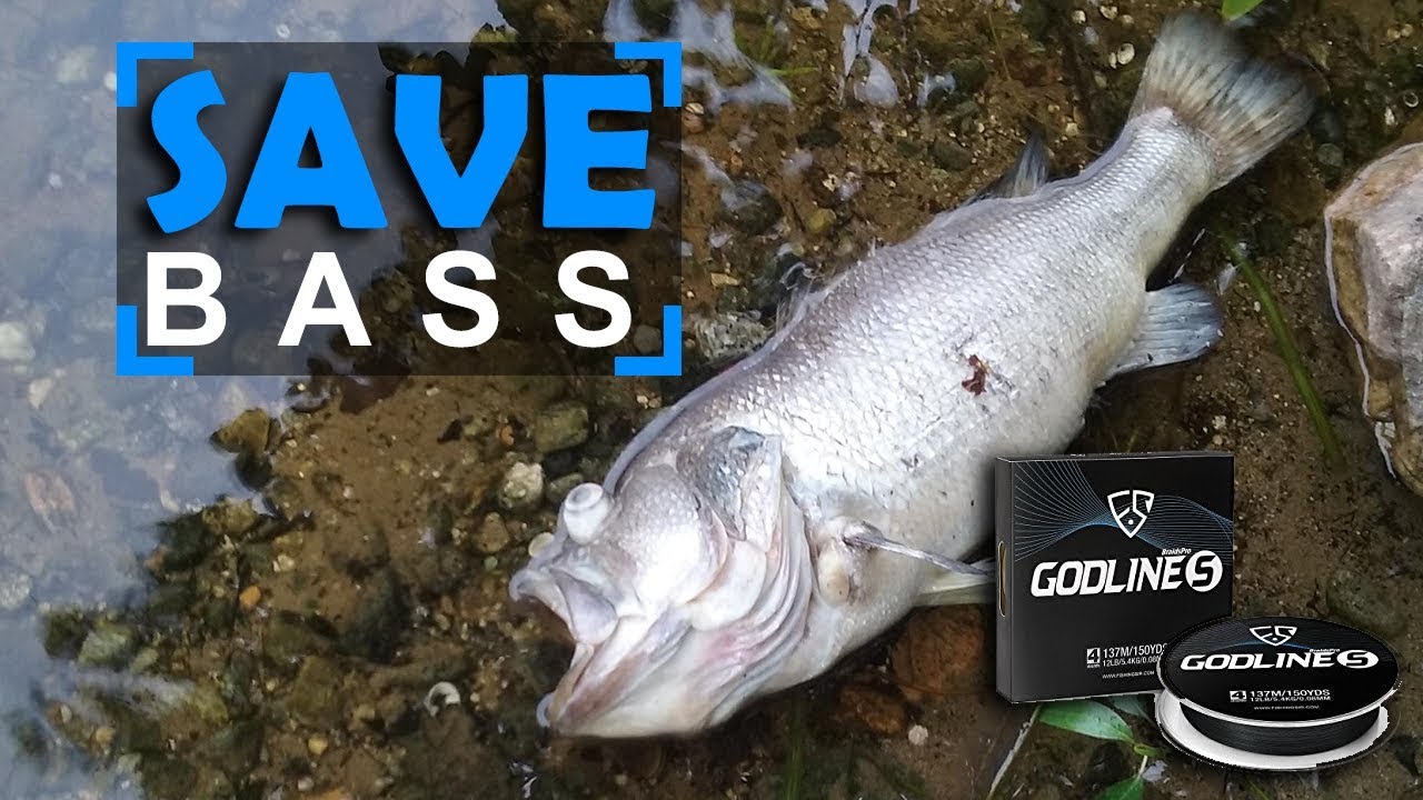 Performing BASS Surgery - How to Save a Floating Fish! GODLINE S - TBC ...