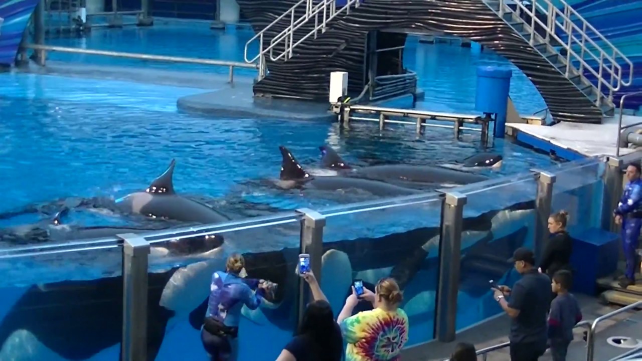 Orca Snack time - Jan 19 2018 - SeaWorld Orlando - YouTube