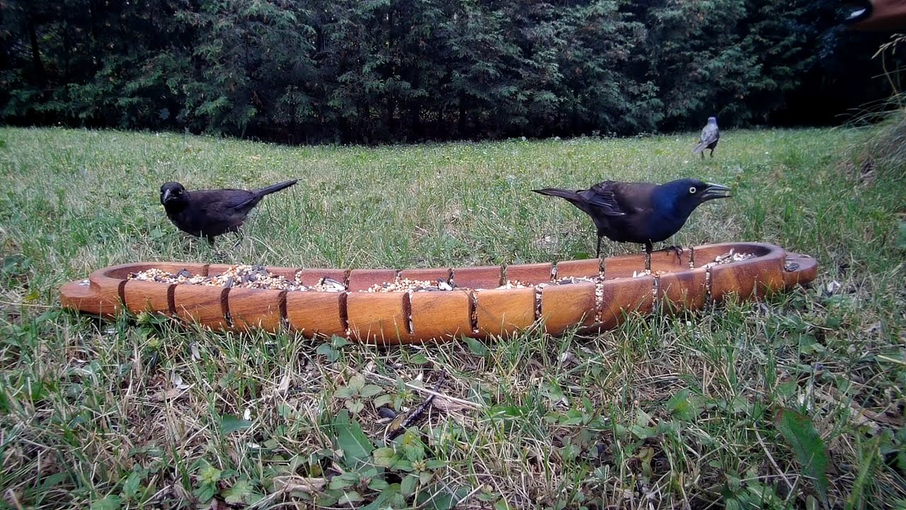 Sunday Morning Buffet For Birds - Videos For Pets - Aug 23, 2020 - YouTube