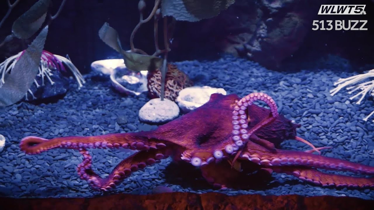 Ring of Fire octopus exhibit to open at Newport Aquarium this weekend ...