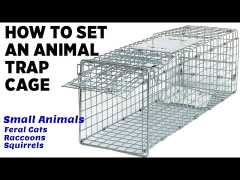 How To Set Up Animal Trap Cage - Catch Feral Cats, Raccoons, Squirrels, other small animals!