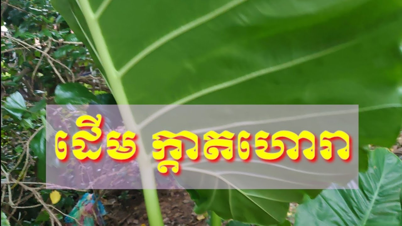 ដើមក្ដាត ហោរា (ឩសថដែលល្អសម្រាប់បង្រ្កាបអំពើ) |Kdat hora tree - YouTube