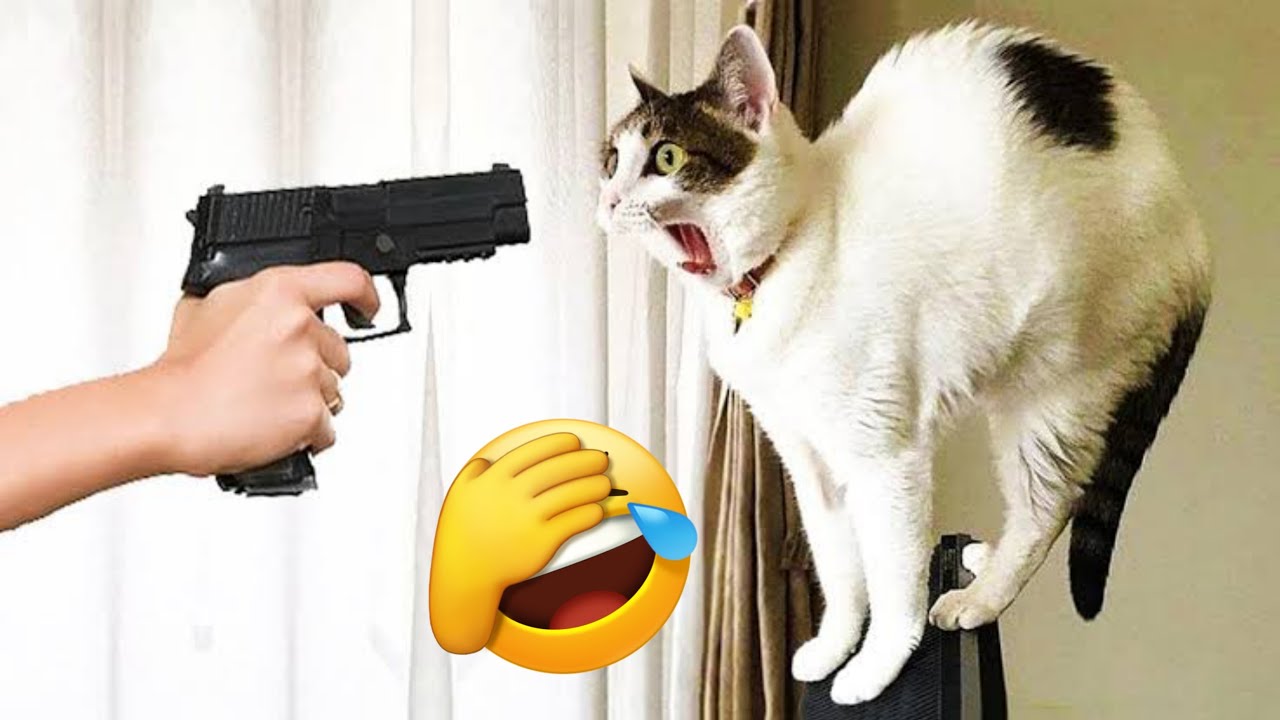 😂Funniest Animal 2023 |😂Funny Dog🐶 & Cat😹 Videos | Part-94 Fact Animals ...