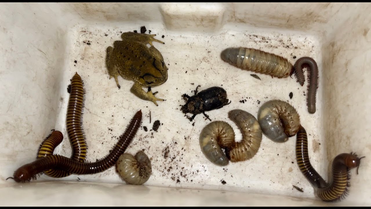 Amazing Giant Scary Millipedes, Huge White Worms and Black Beetle of ...