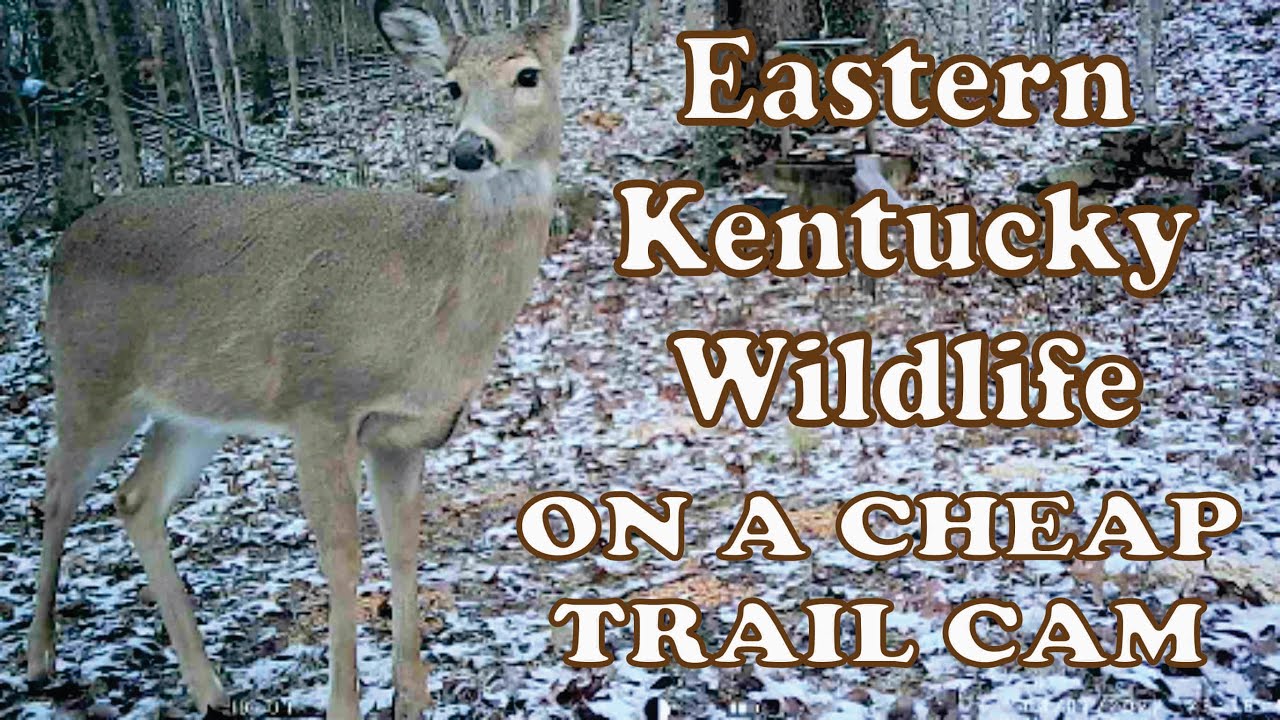 KY Wildlife from our Cheap Trail Cam series - YouTube