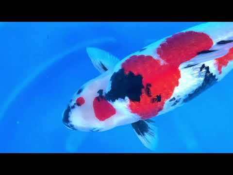 Hiroi Super gr Showa, sansai Female 59 cm customer order