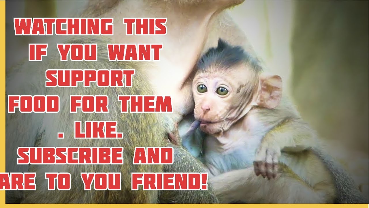 In the Lap of Nature: A Heartwarming Feeding Ritual - YouTube