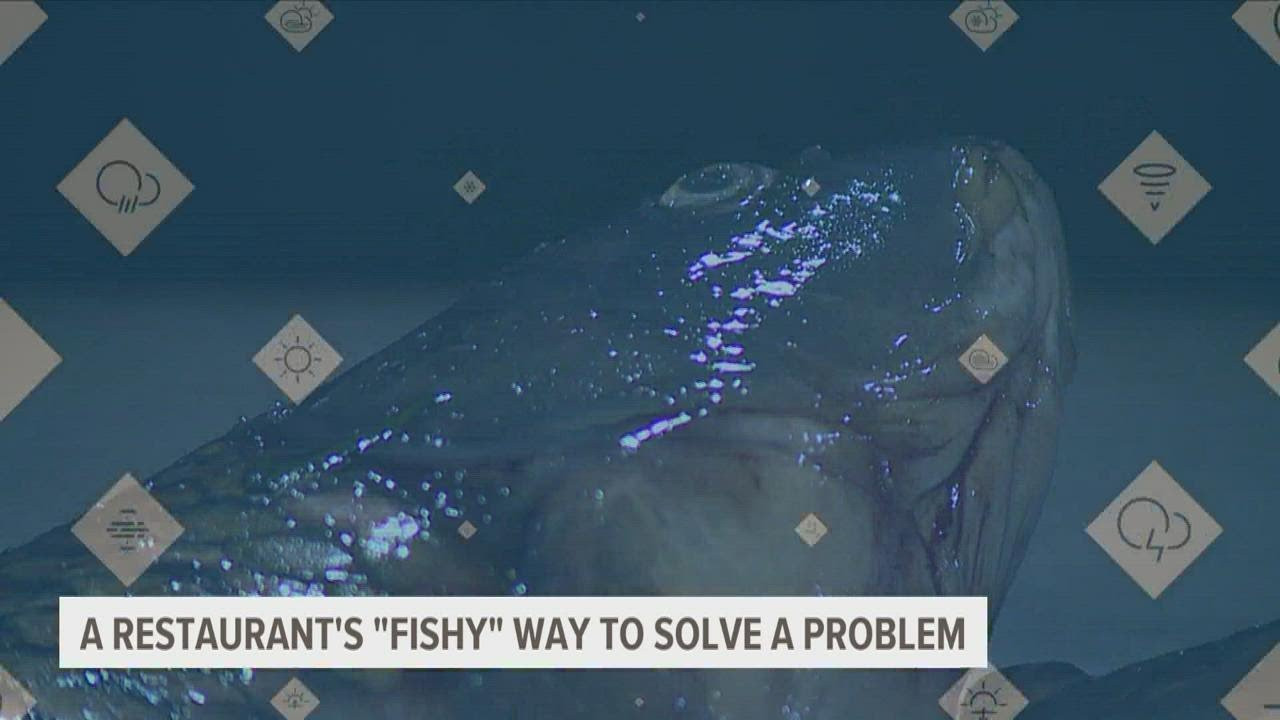 From 'carp' to 'copi': Unpopular fish getting a makeover - YouTube