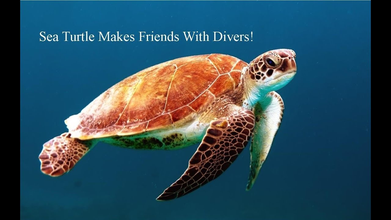 Sea Turtle Makes Friends With Divers! - YouTube