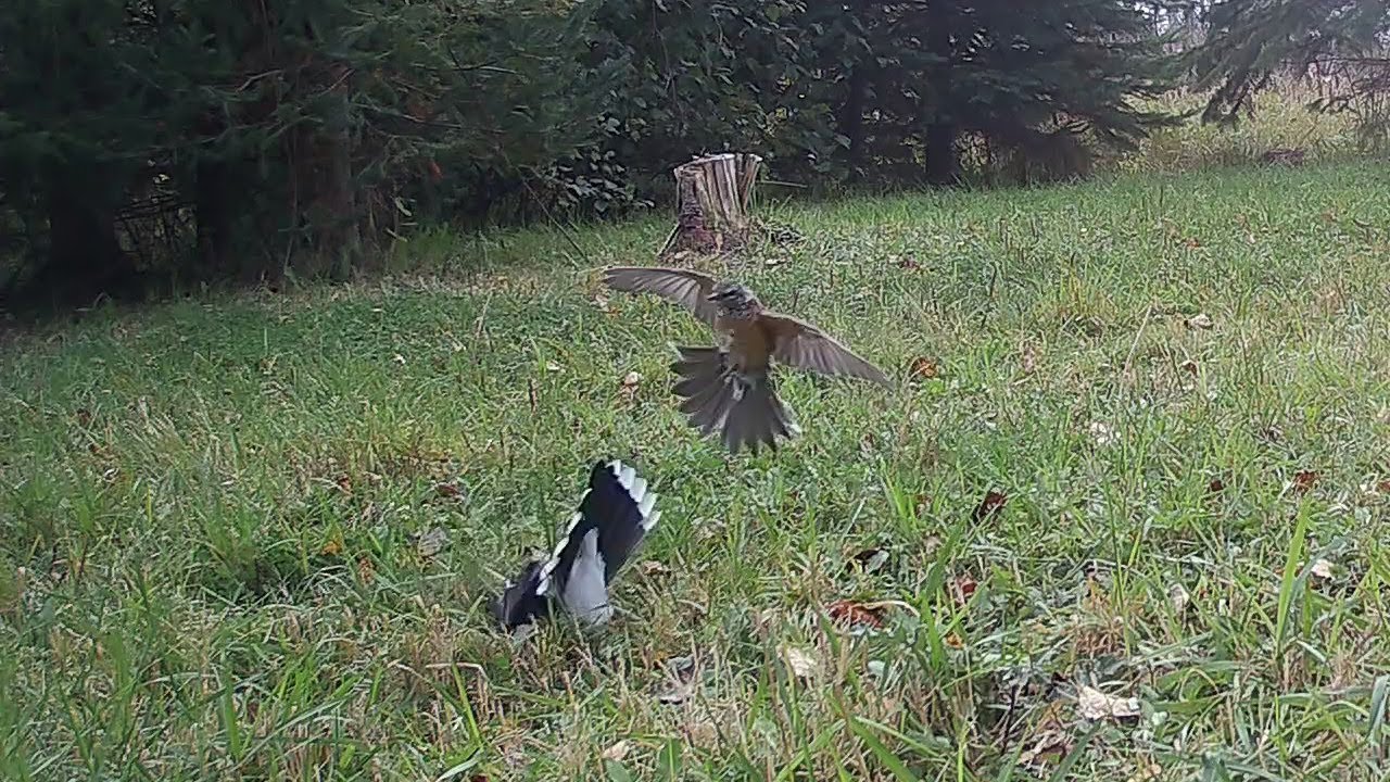 Robin vs Blue Jay - YouTube