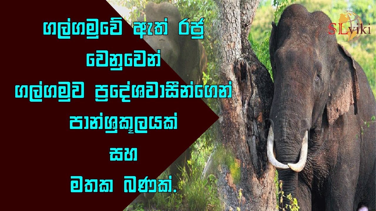 Galgamuwa Dala Poottuwa - Sri lankan Elephant Story - YouTube
