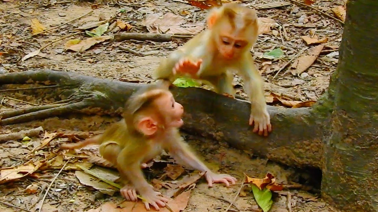 Cutest & Smartest Baby Monkey Lynx & Jacee Play Happily Together Around ...