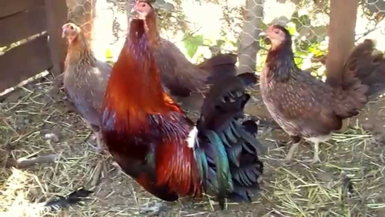 LEIPER HATCH. RANCHO GUAJARDO - YouTube