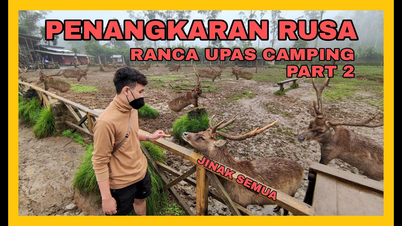 PENANGKARAN RUSA RANCA UPAS CIWIDEY BANDUNG - CAMPING PART 2 - YouTube