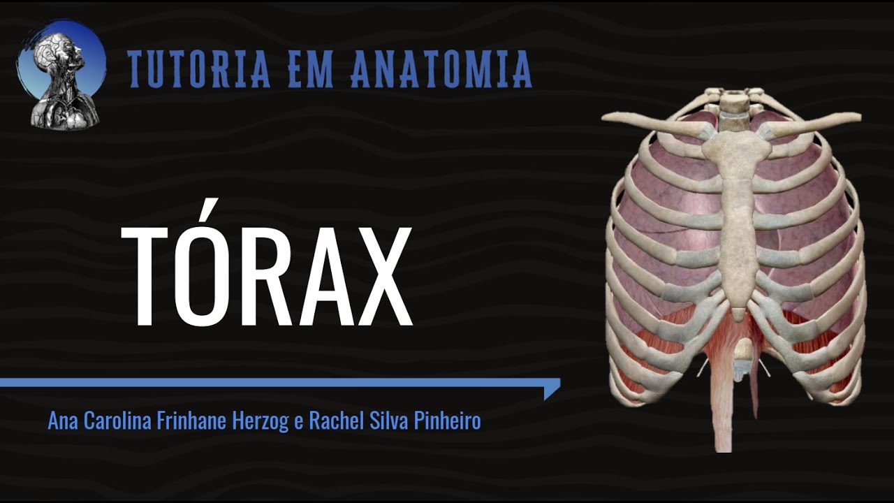 Tórax - Tutoria em Anatomia I da UNIRIO - YouTube