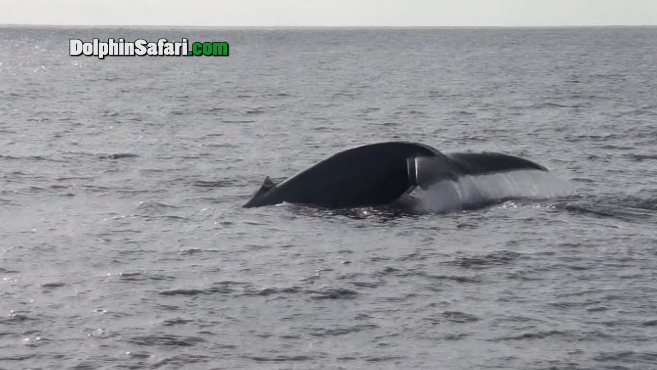 Blue Whale With Possible Bite Marks Flukes for Dana Point Whale ...