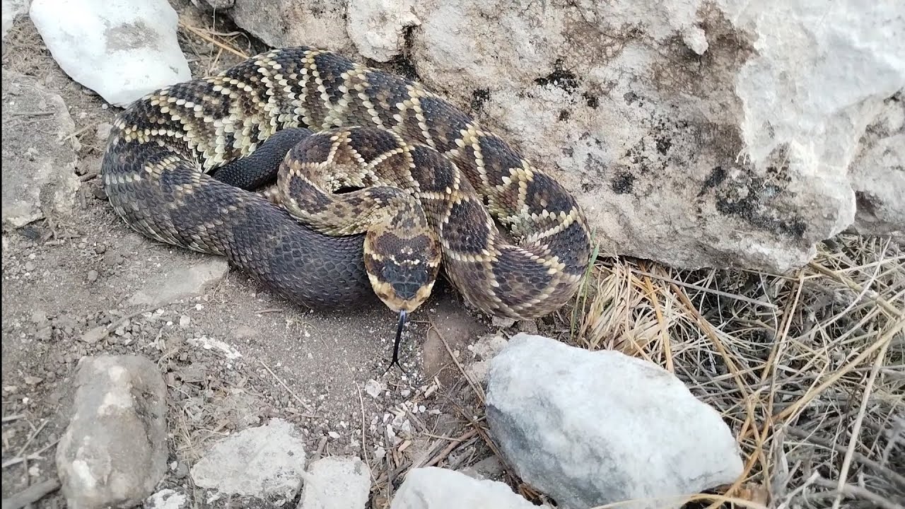 2 víbora de cascabel cola negra gravida parte 6 #serpiente #culebra # ...