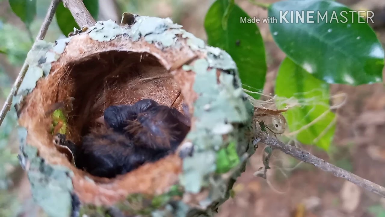 CAPTADO EN CAMARA - ENCONTRE UN NIDO DE COLIBRI 2 PAPILLEROS ADENTRO ...