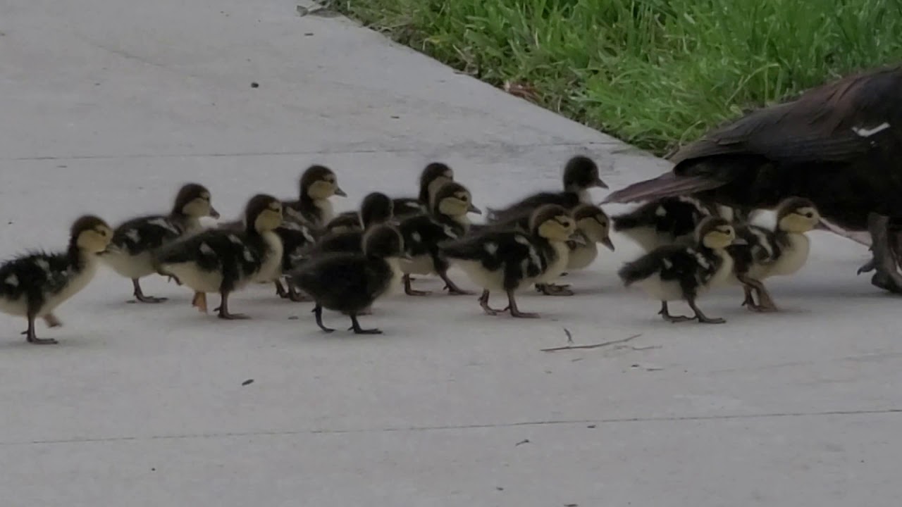 Muscovy mama duck with 17 one-week old ducklings - YouTube