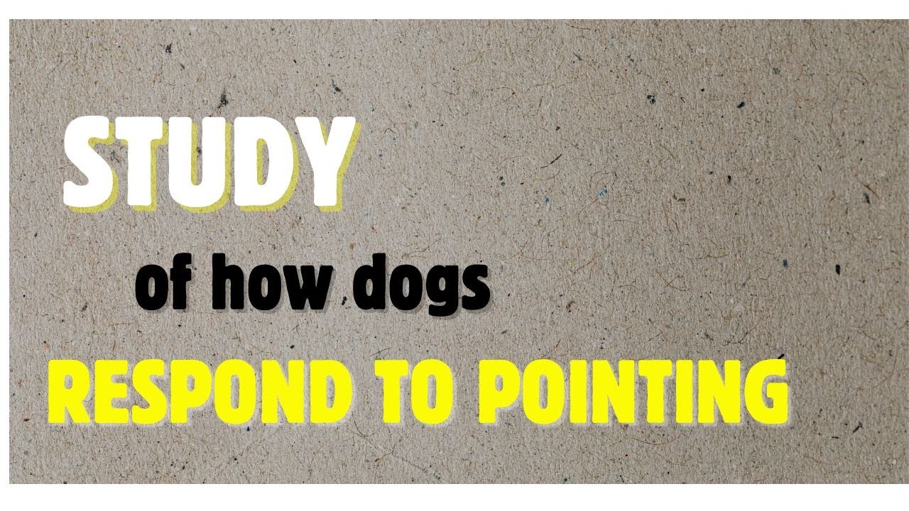 Free ranging Dogs and Their Ability to Follow Human Pointing - YouTube