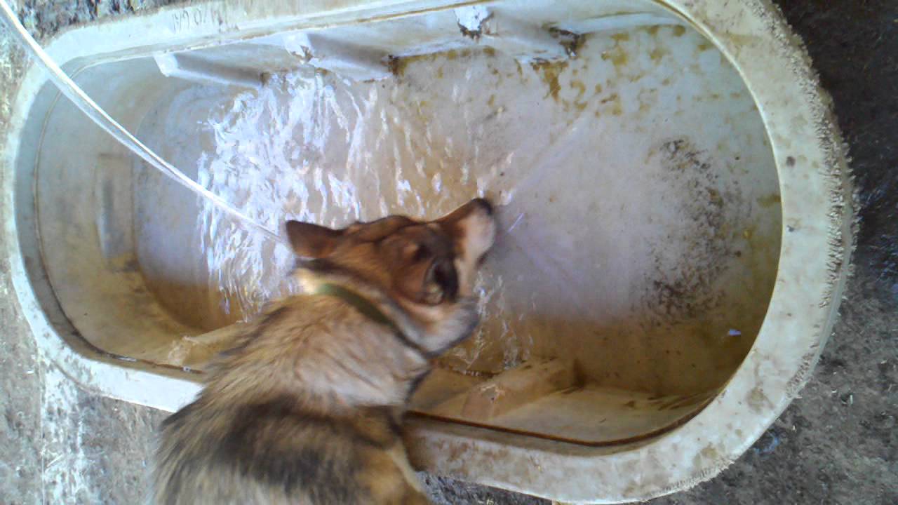 Zev playing in the water at www.californiawolves.com wolf dogs puppies ...