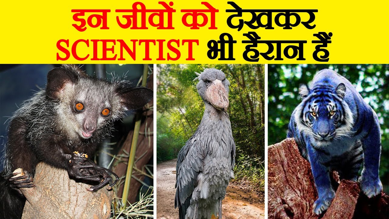 मिलिये दूसरी दुनिया के लगने वाले जानवरों से | Rarely Seen Animals In ...