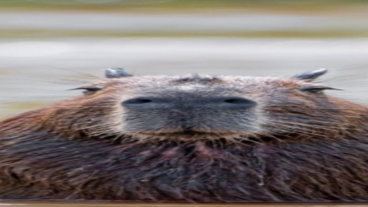 Capybara kakaland - YouTube