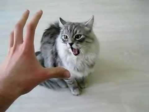 Meu gato miando muito engraçado - YouTube