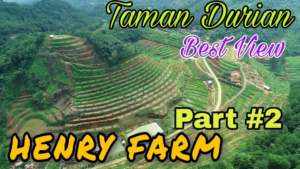 Henry Farm Kebun Durian dengan View Terbaik Part 2 # 08111707860 - YouTube