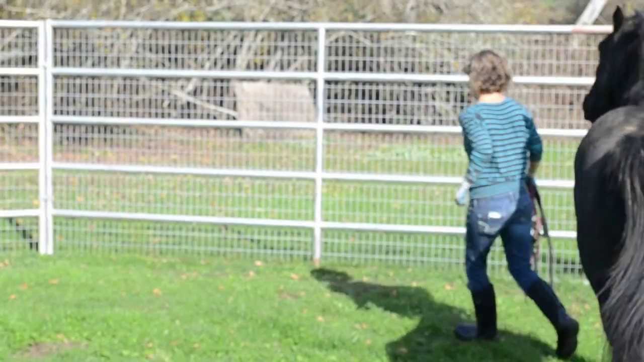 Horse Training - Following Without a Lead Rope or Halter - YouTube