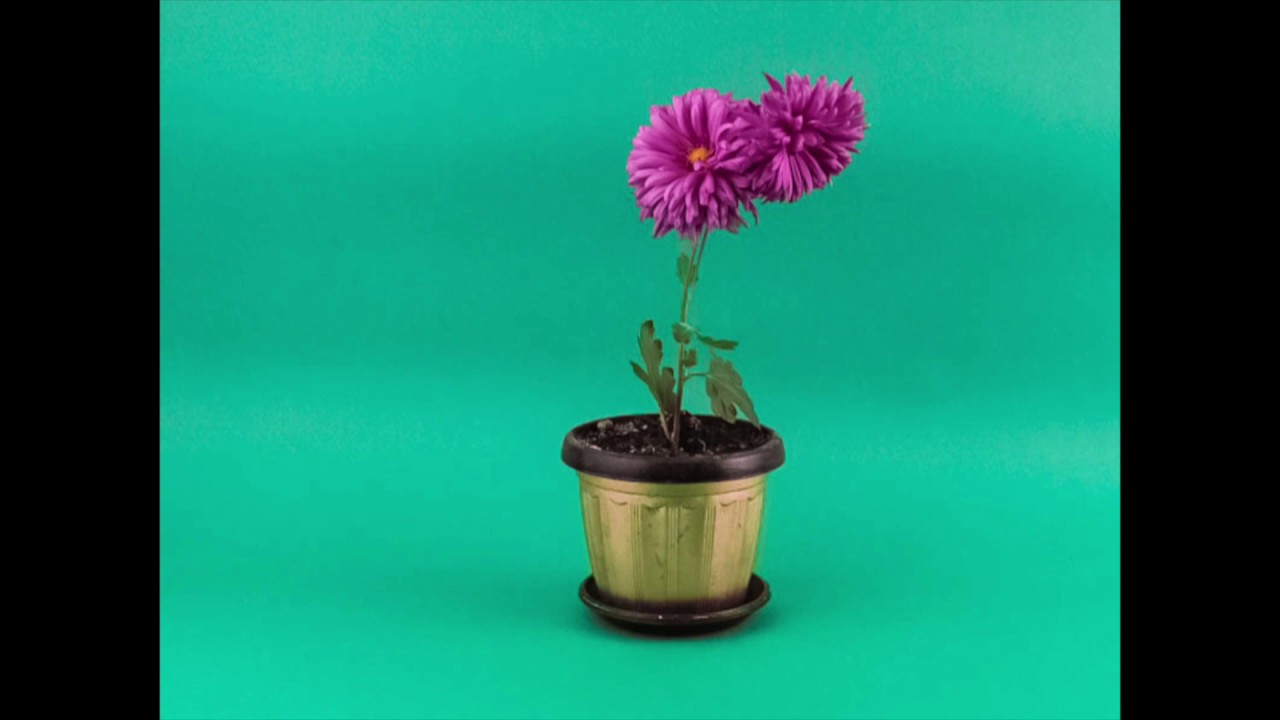 Flowers stop motion animation ASMR - YouTube
